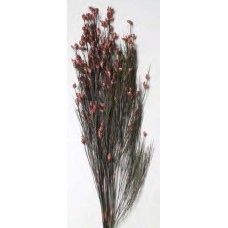 new products for dried arrangements