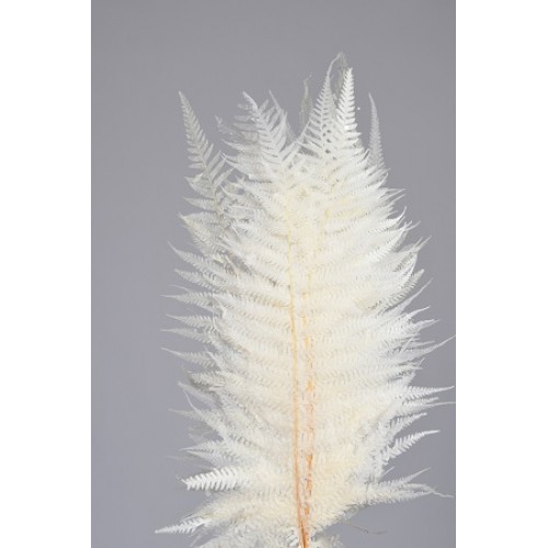 Long Fern Bleached