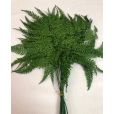 Mini Fern Green