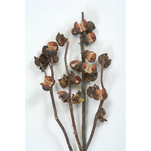 HAKEA 5-9 PODS natural
