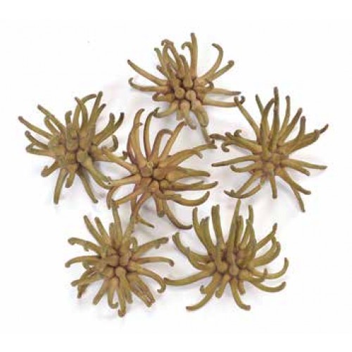 SPIDERGUM CLAW 2"-3"