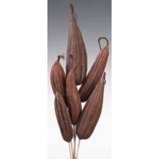 Cones and Pods for dried arrangements