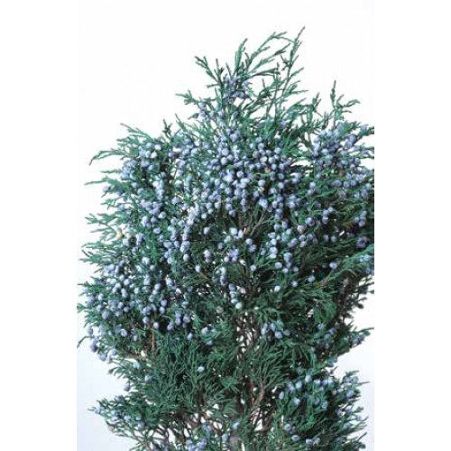 Blueberry Juniper Preserved 14"-18"
