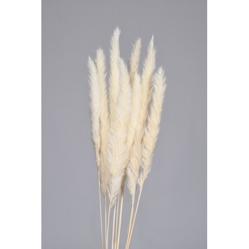 TAIL REED 30"