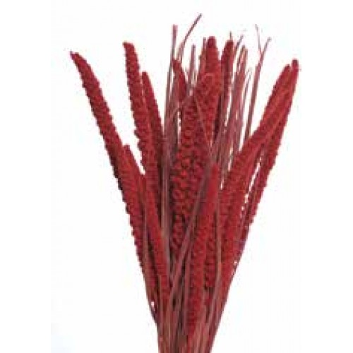 Spray Millet 28" Red