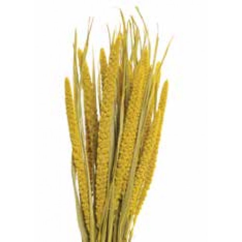 Spray Millet 28" Yellow