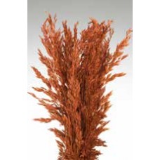 Dried Grasses